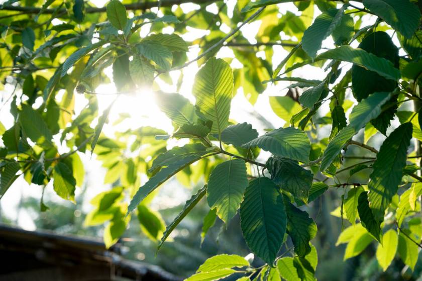 Traditional Use of Kratom - European Kratom Alliance